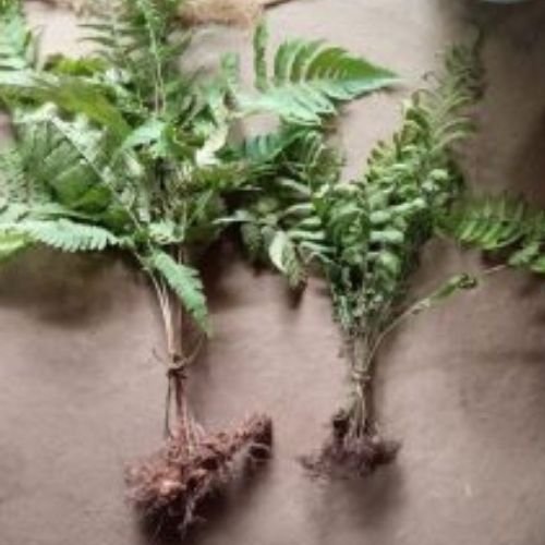 Hatha Jodi plant ( हत्था जोड़ी ) - The Natural Plants