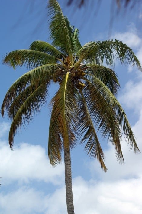 Nariyal, Coconut Tree (Golden, Hybrid) - Plant - The Natural Plants
