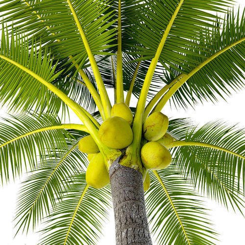 Nariyal, Coconut Tree (Golden, Hybrid) - Plant - The Natural Plants
