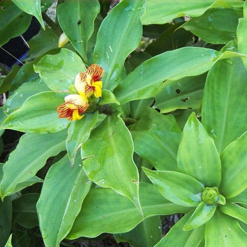 insuline (इन्सुलिन) Insulin Plant, Costus igneus - Plant - The Natural ...