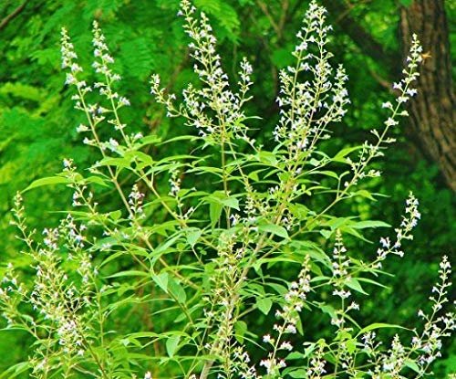 nirgundi (निर्गुंडी) Vitex negundo, Nirgundi - Plant - The Natural Plants