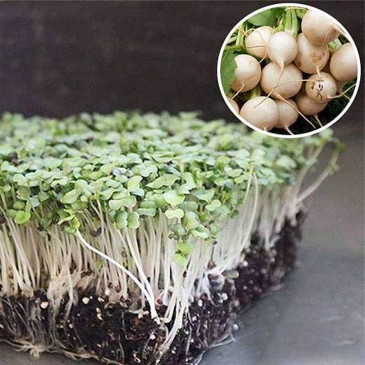 Turnip White - Microgreen Seeds - The Natural Plants