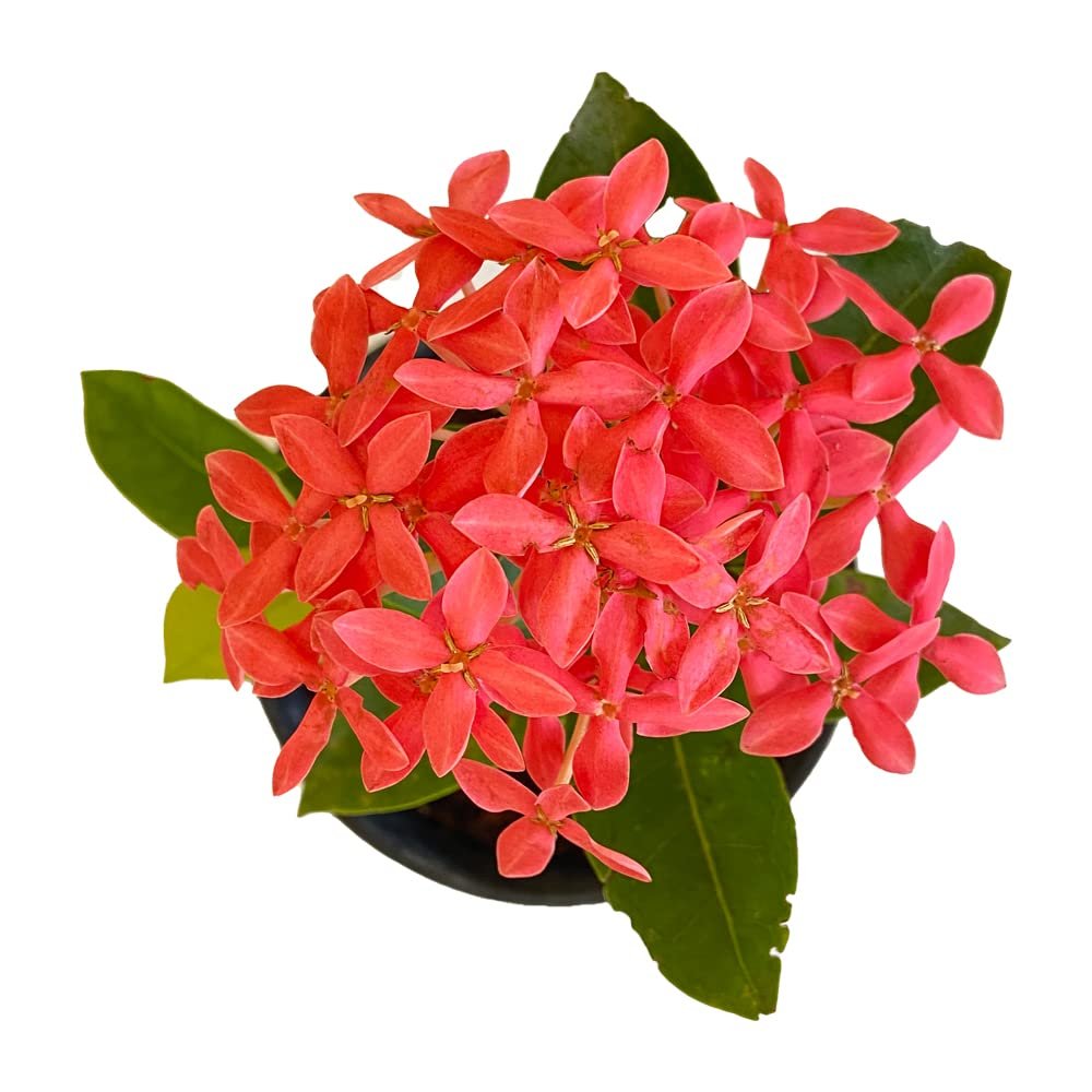 Flowering Plants - The Natural Plants