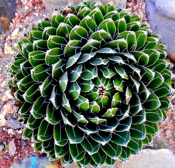RARE PLANTS - The Natural Plants